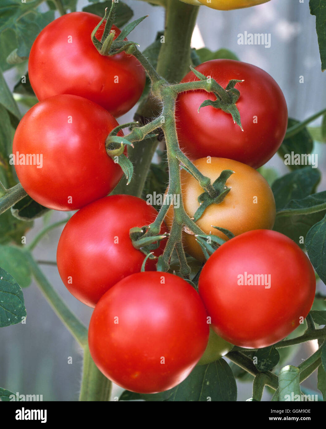 Tomato Moneymaker High Resolution Stock Photography and Images - Alamy