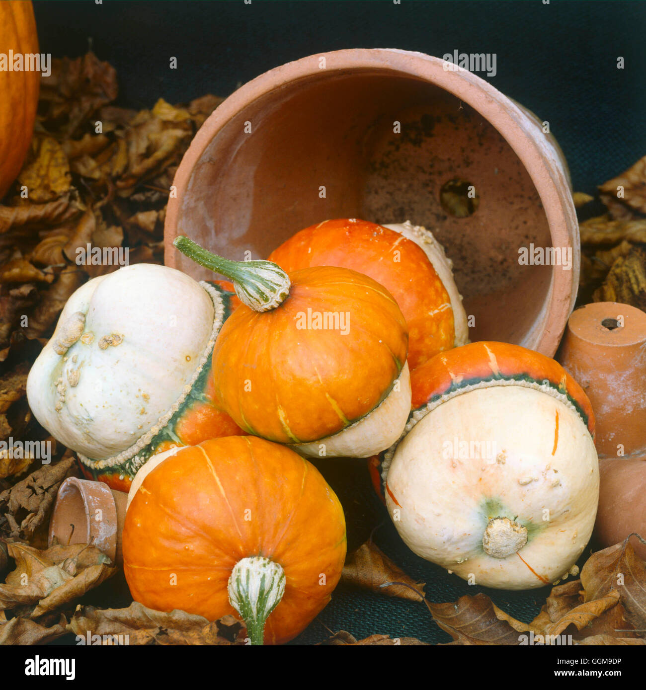 Miniredturban hi-res stock photography and images - Alamy