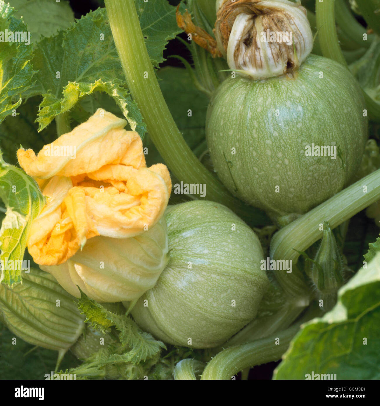 Tonde hi-res stock photography and images - Alamy