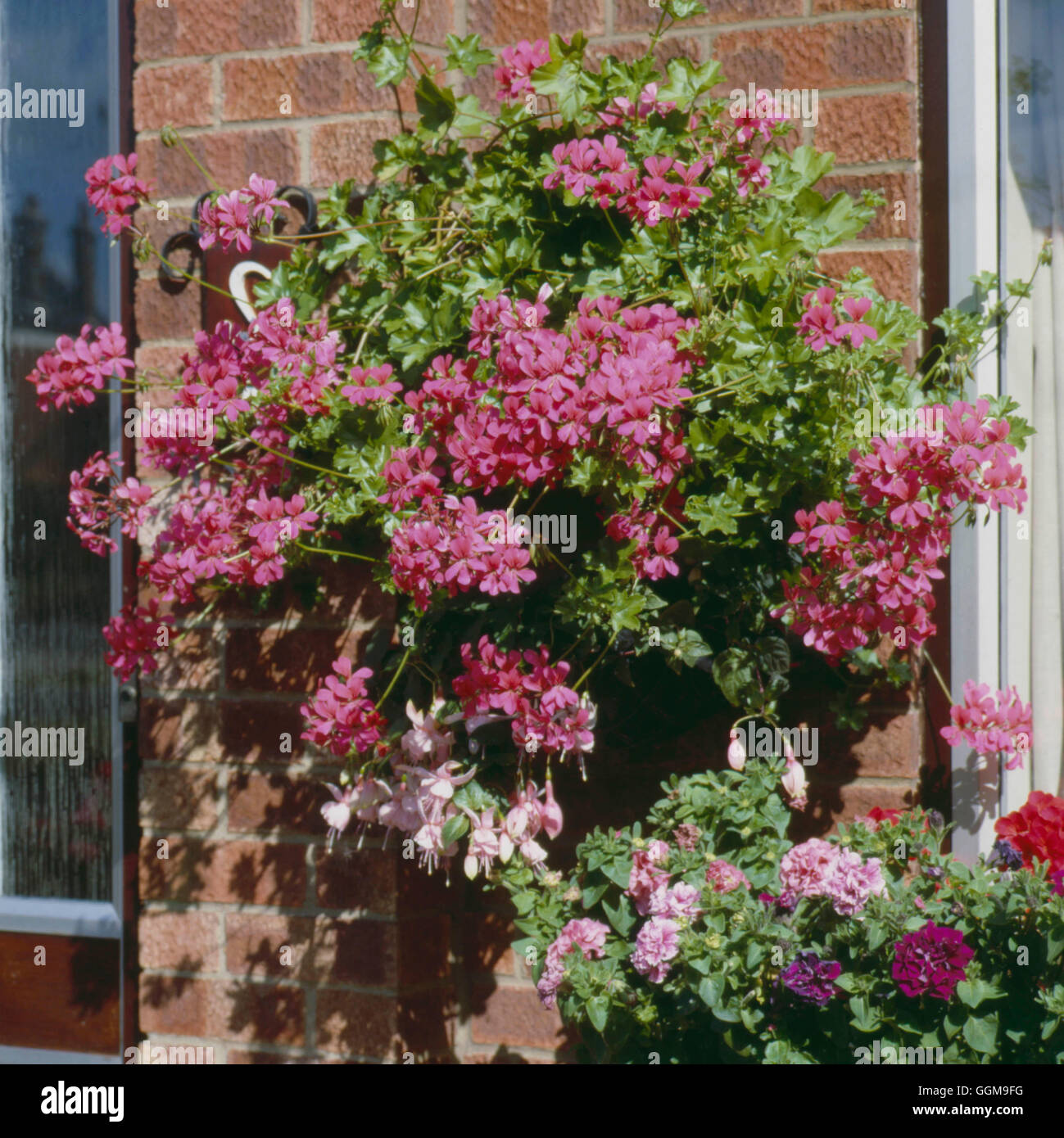 Balcon geranium hi-res stock photography and images - Alamy