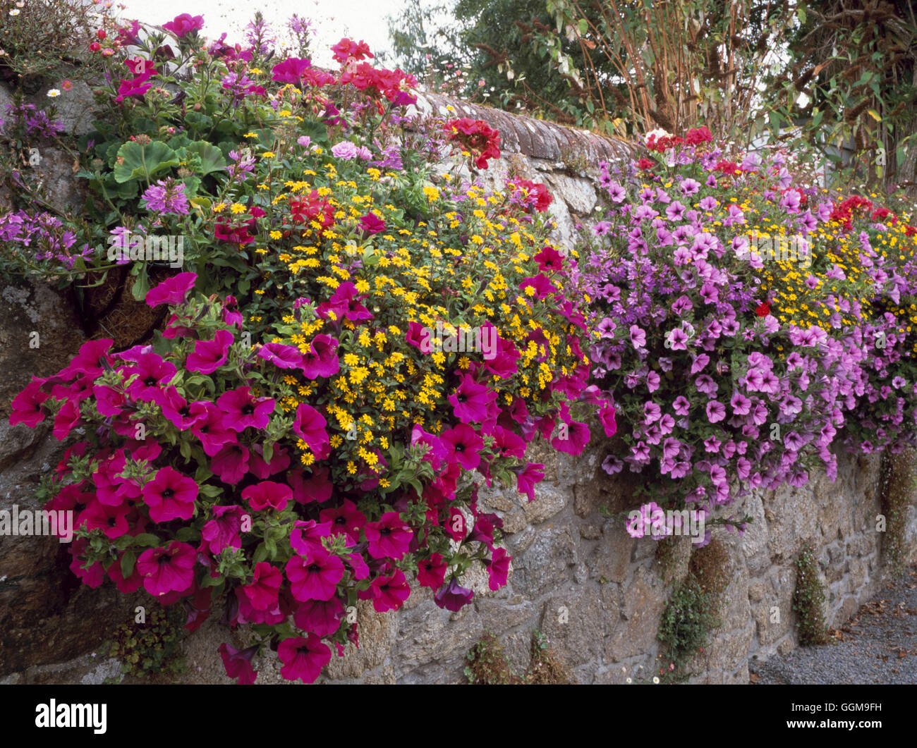 Wall Baskets - planted with Petunias Sanvitalia Pelargoniums and ...