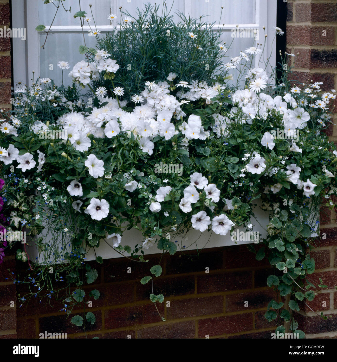 Window Box - planted with Petunias Pelargoniums and Argyranthemums ...