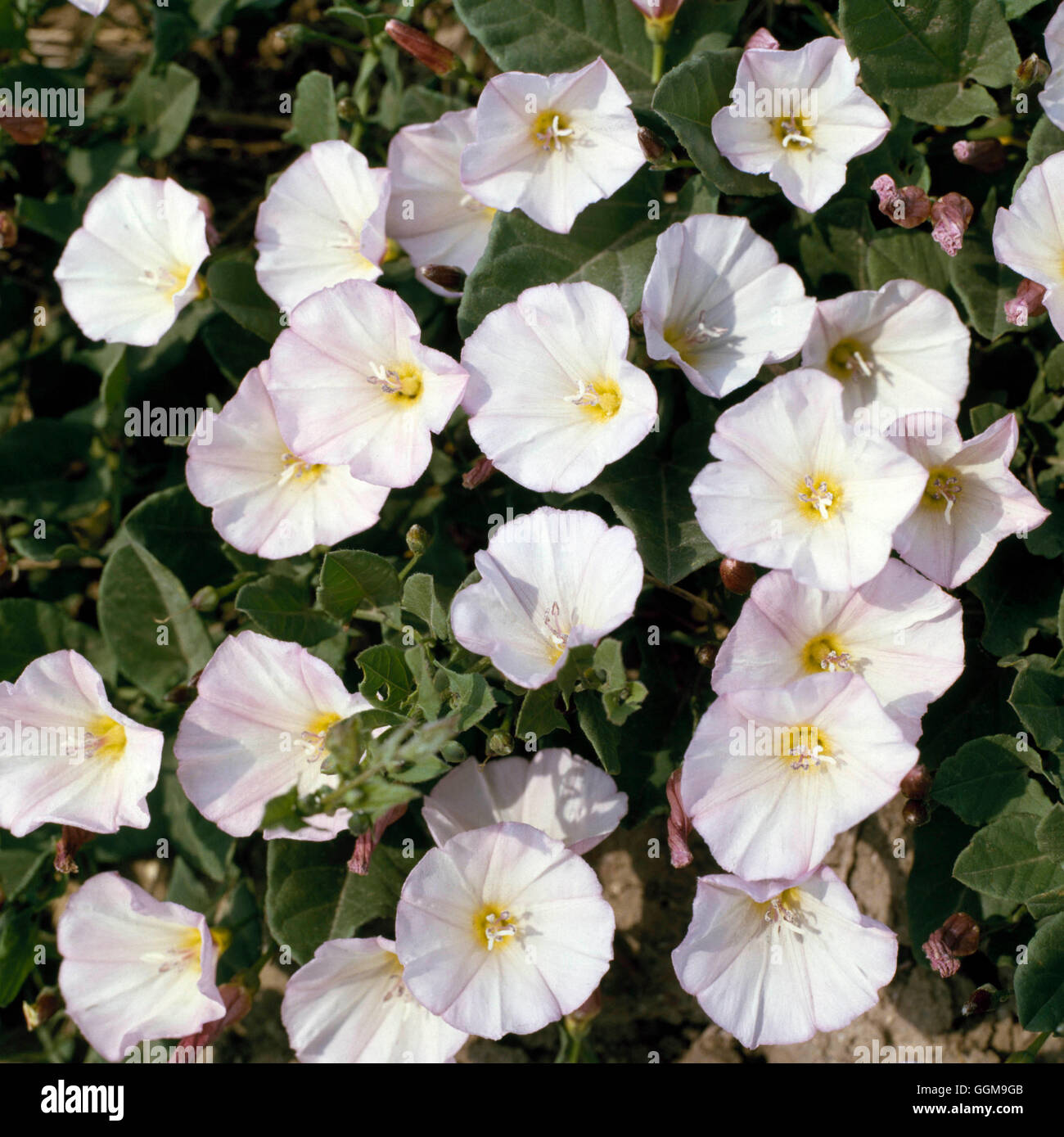 Bindweed - (Convolvulus arvensis) WFL016111 Stock Photo - Alamy