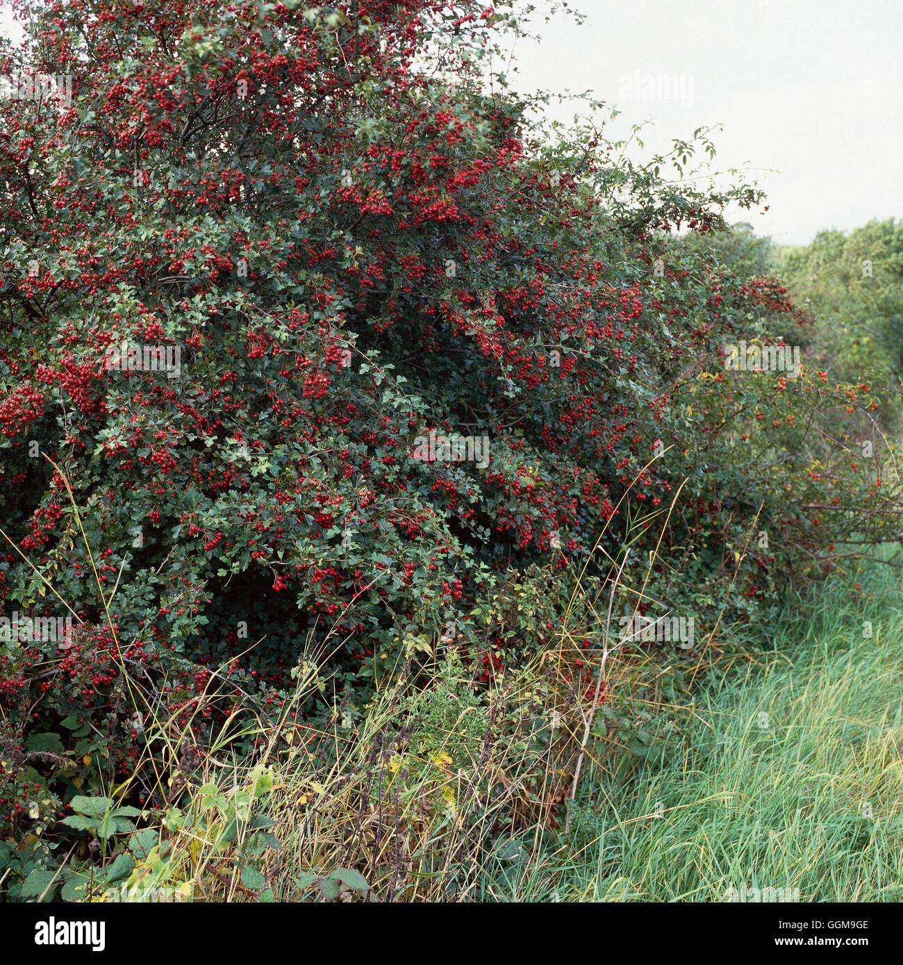 Wfl018579 hi-res stock photography and images - Alamy