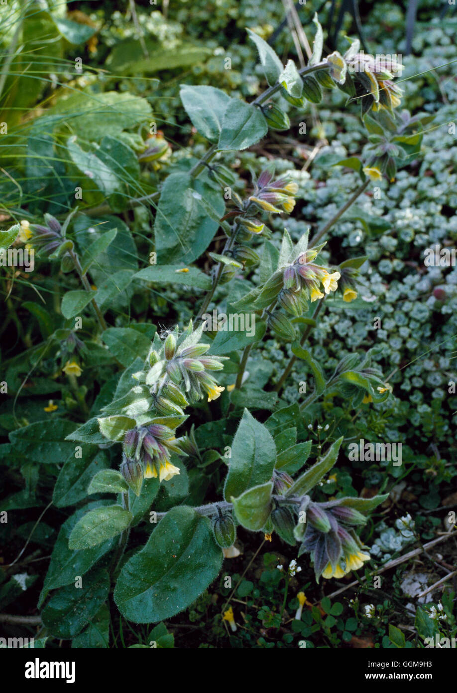Henbane - (Hyoscyamus niger) WFL042648 Stock Photo - Alamy