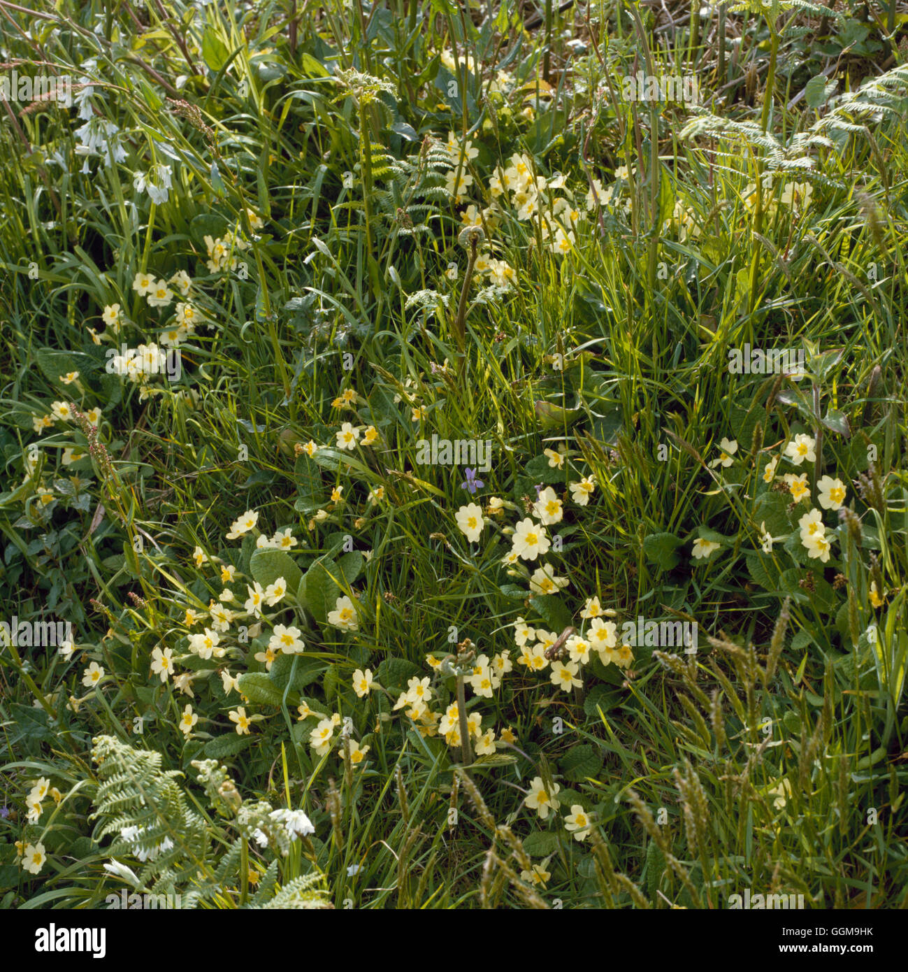 Predominating hi-res stock photography and images - Alamy