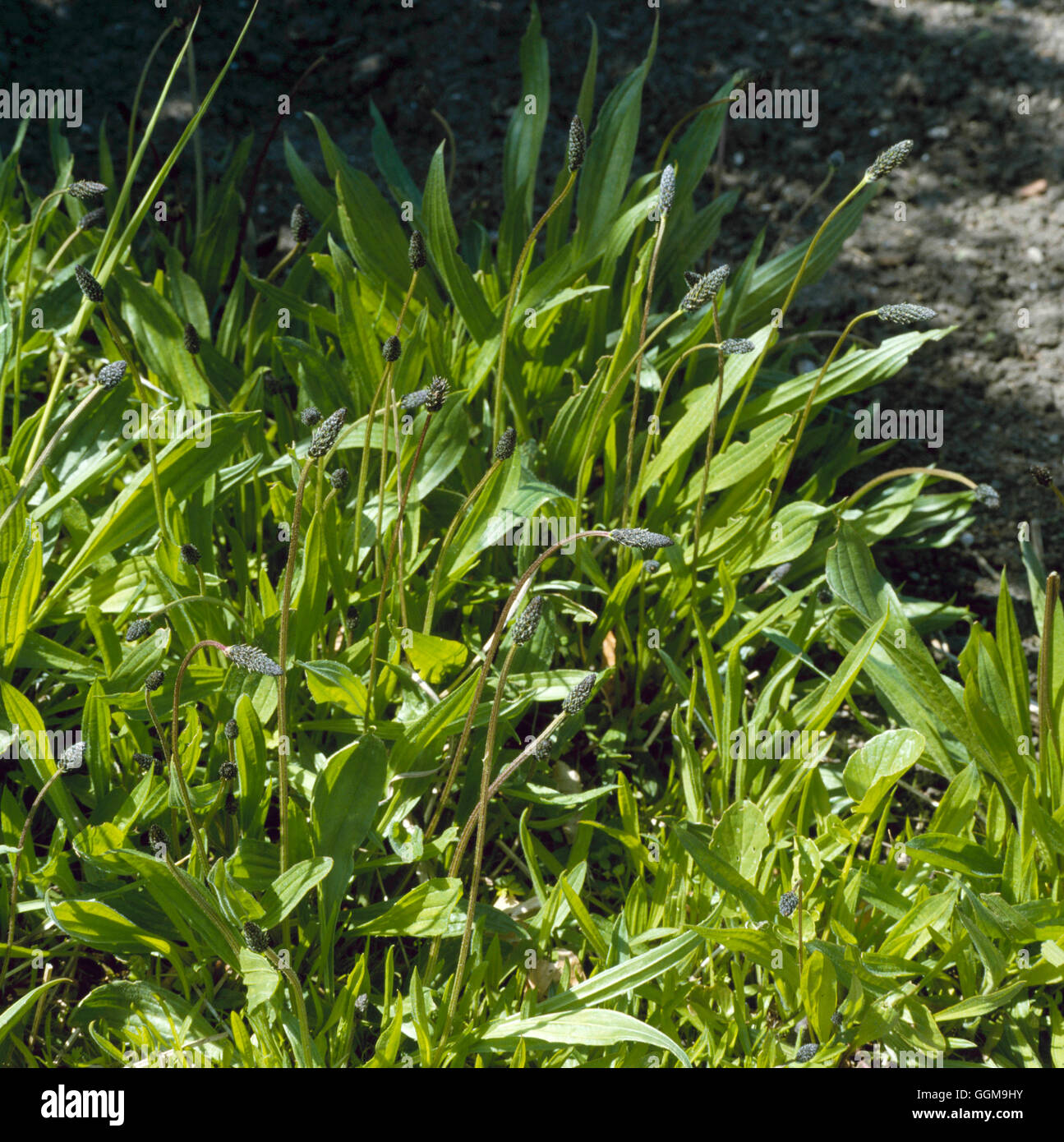 Plantain - Ribwort - (Plantago lanceolata) WFL061990 Stock Photo - Alamy