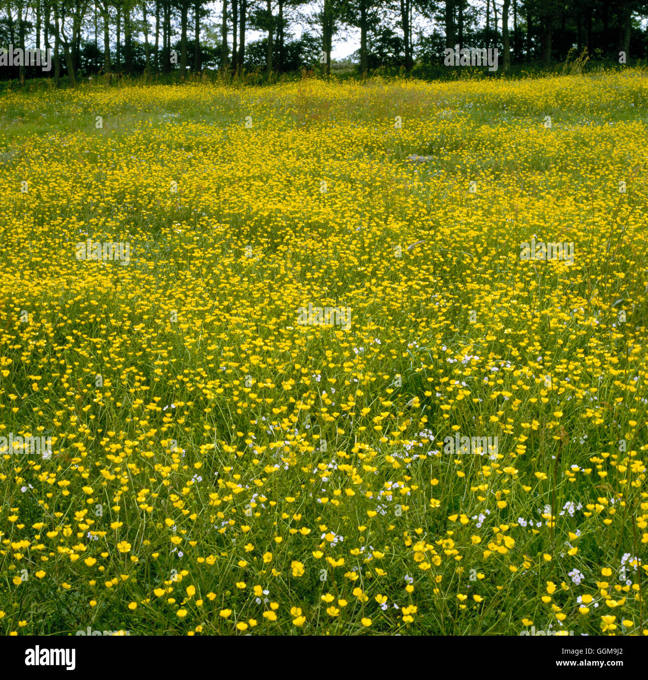 Buttercup - Bulbous - (Ranunculus bulbosus) WFL062539 Stock Photo - Alamy