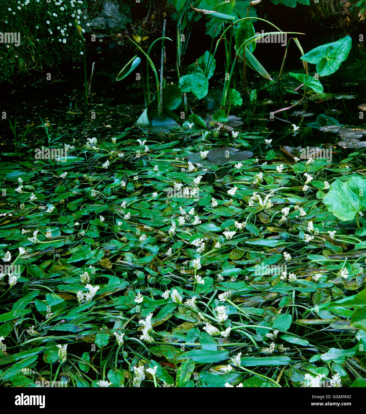 Capepondweed hi-res stock photography and images - Alamy