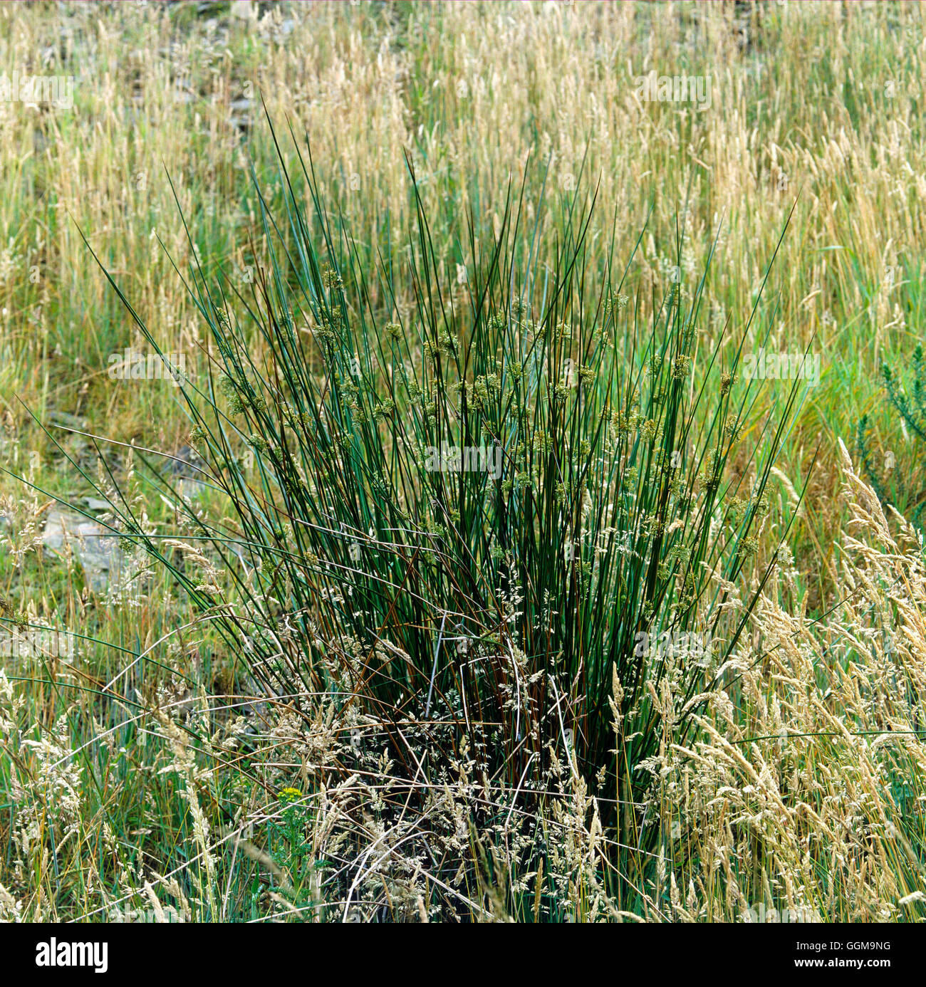 Juncus effusus common rush hi-res stock photography and images - Alamy