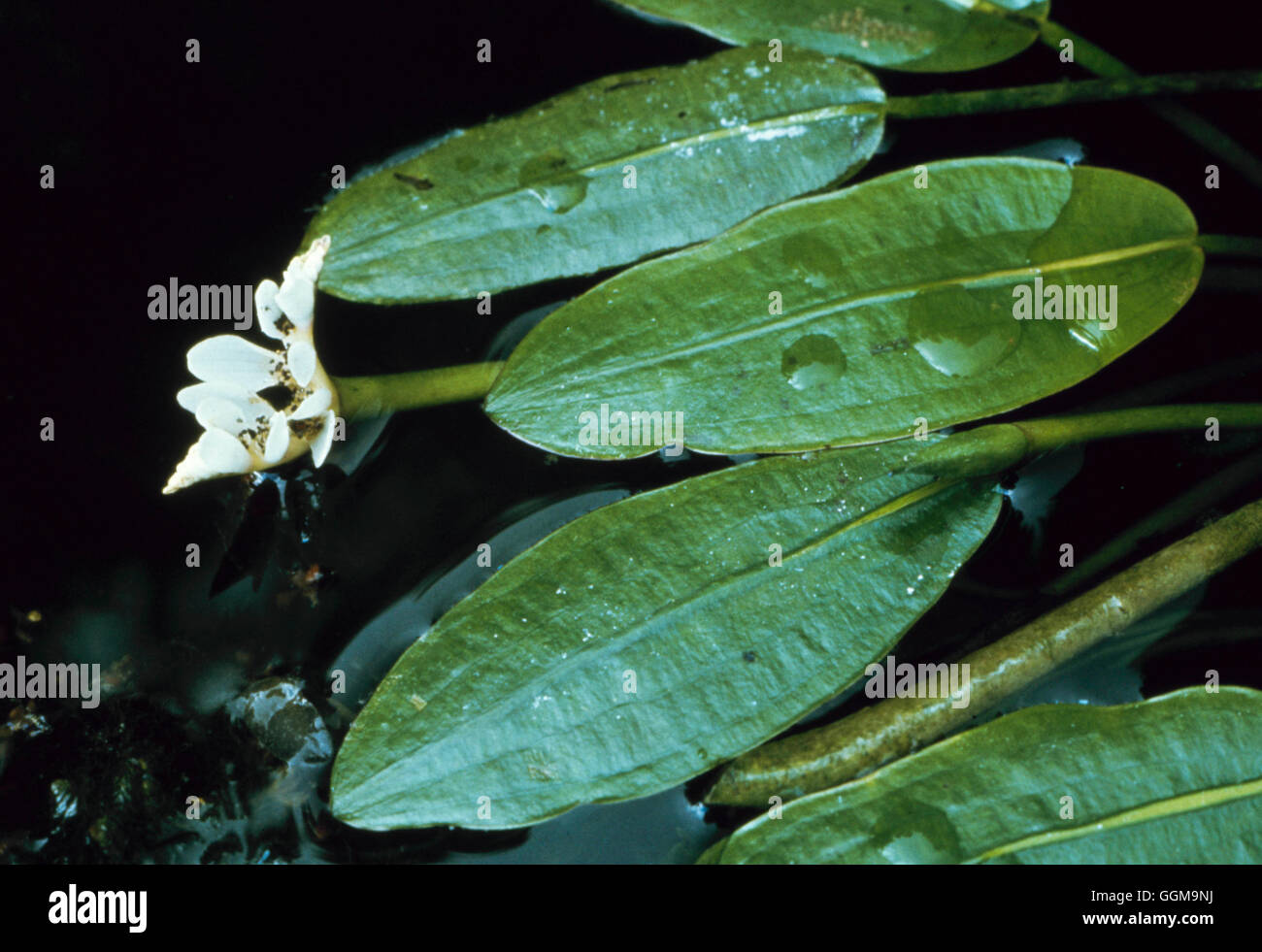 Aponogeton distachyos - Water Hawthorn WPL033121 Stock Photo - Alamy