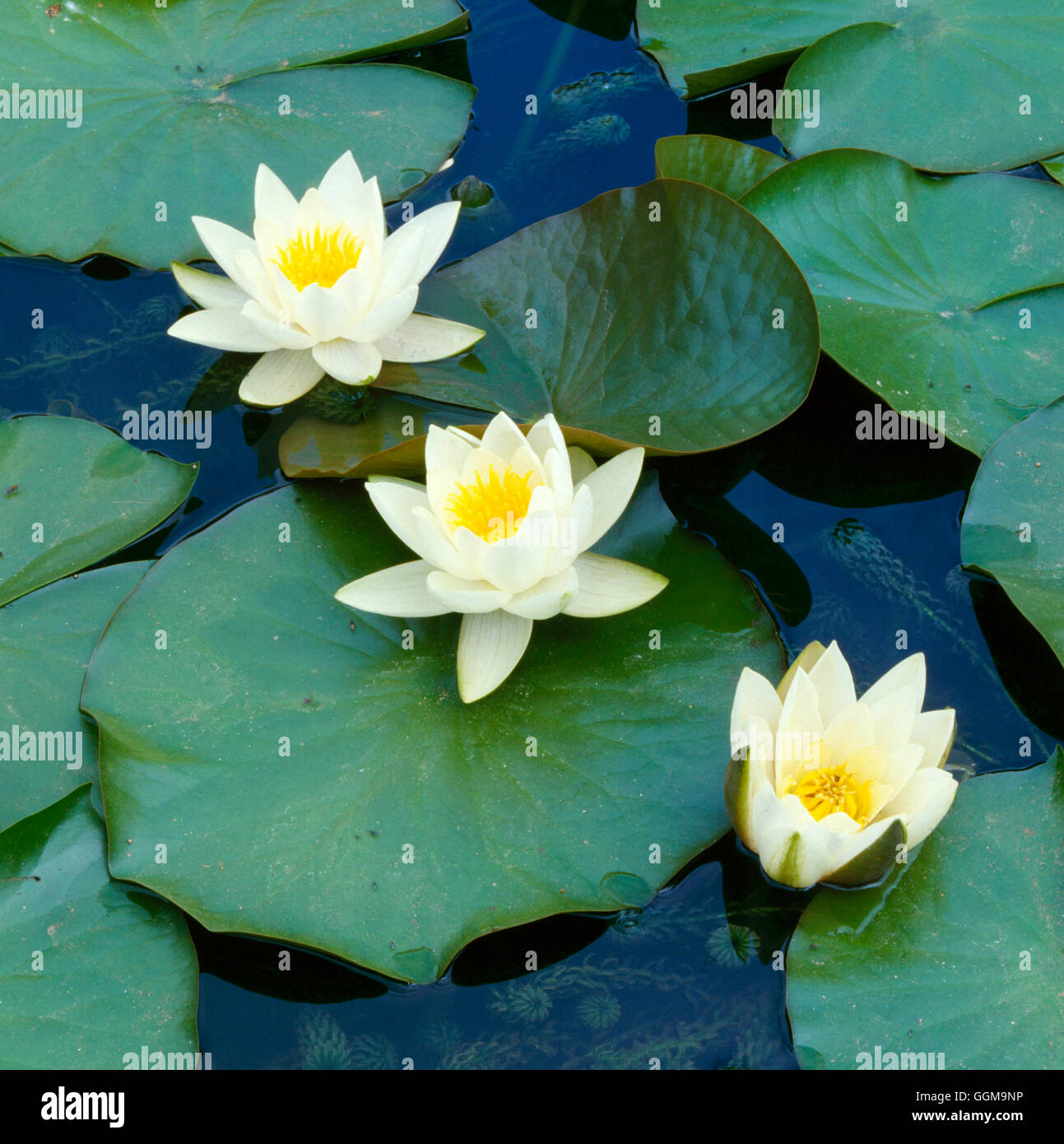 Nymphaea alba - (Hardy) WPL035198 Stock Photo - Alamy