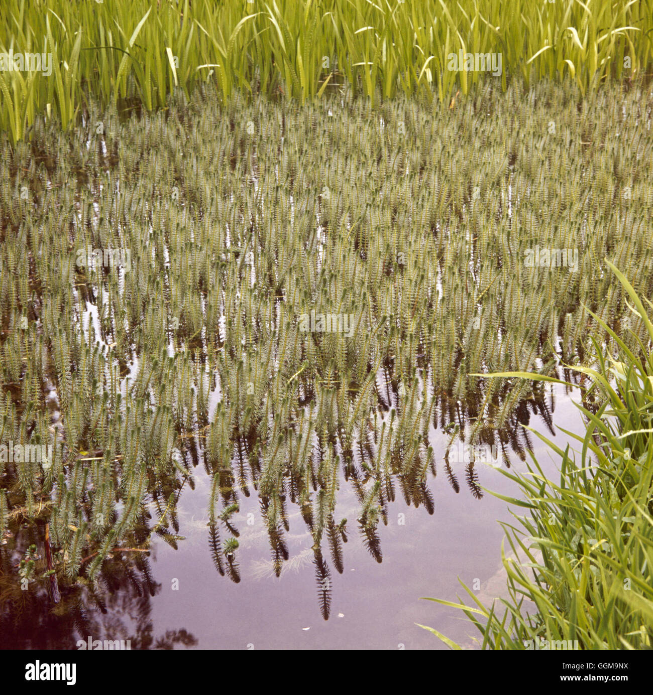 Marestail hi-res stock photography and images - Alamy