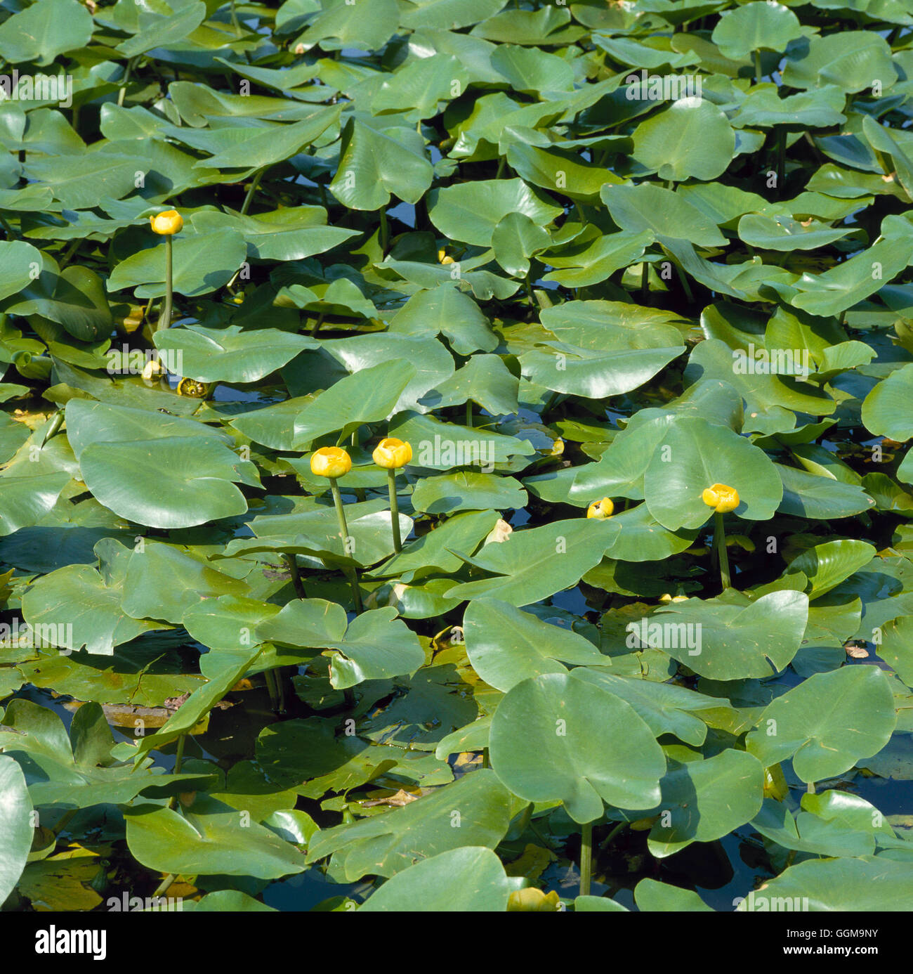 Nuphar lutea WPL044547 Stock Photo - Alamy