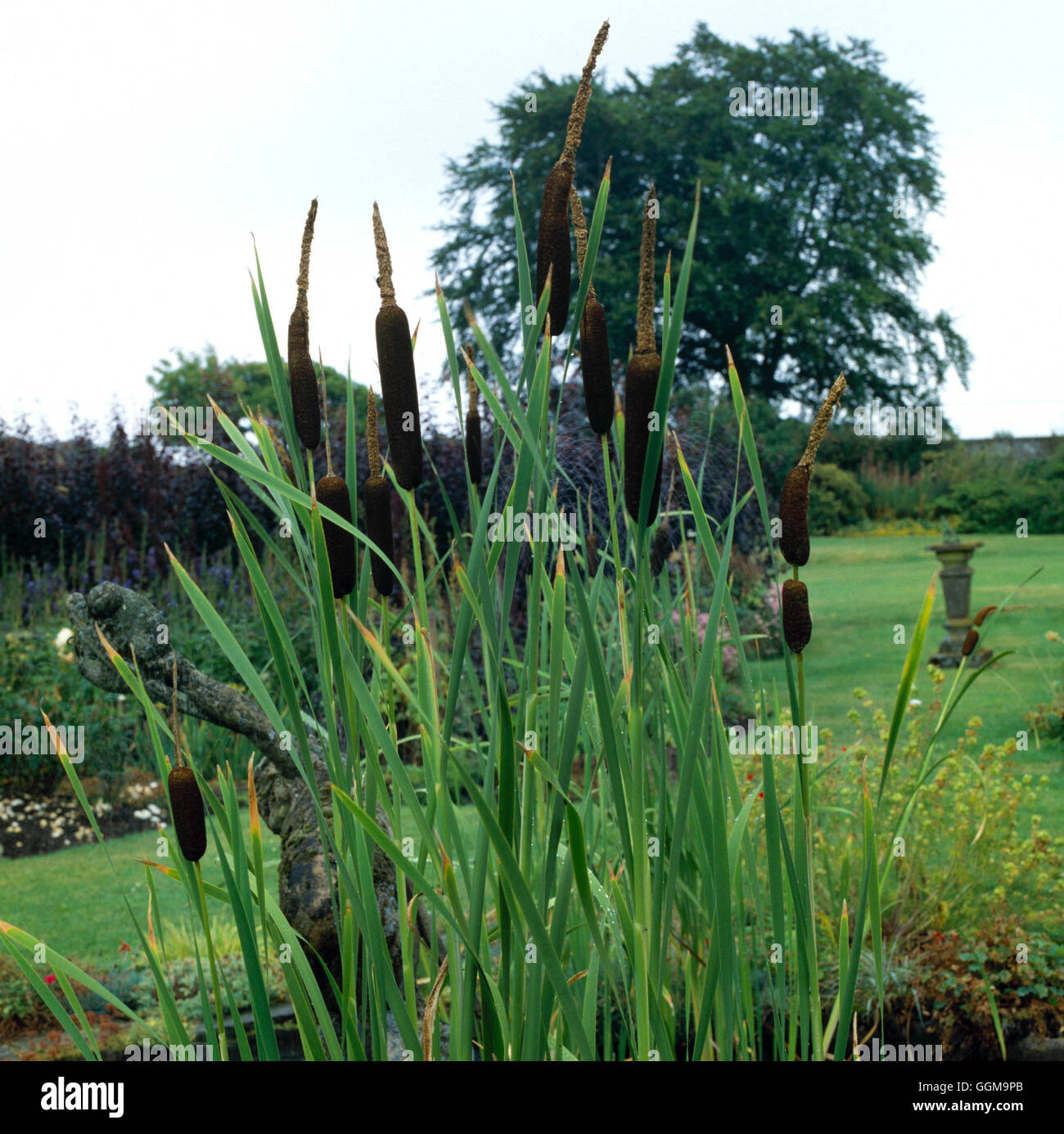 Typha angustifolia WPL062238 Stock Photo - Alamy