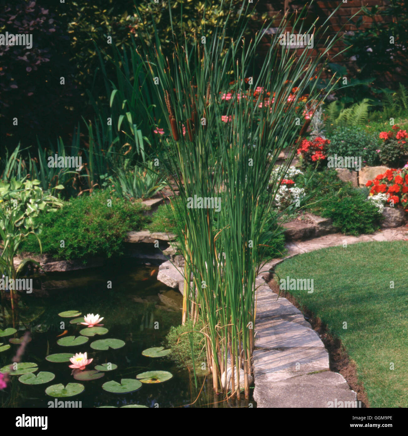 Typha angustifolia - Lesser Bulrush ""Lesser Reedmace""" WPL062240 ...