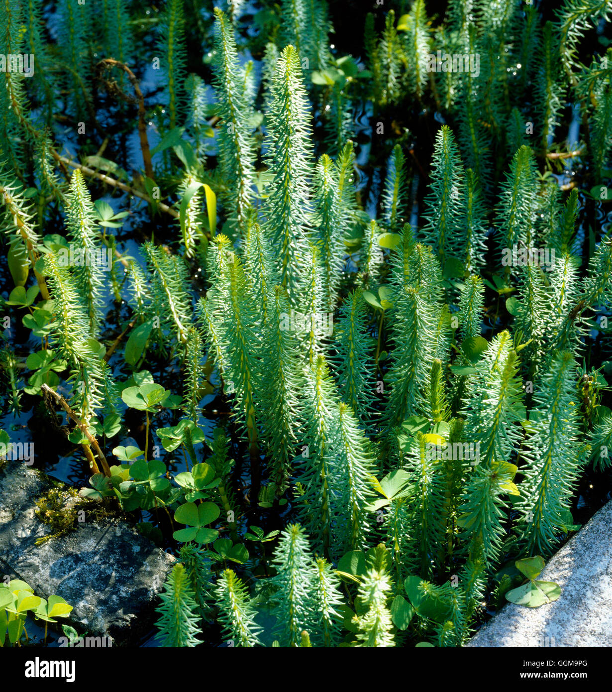 Marestail hi-res stock photography and images - Alamy
