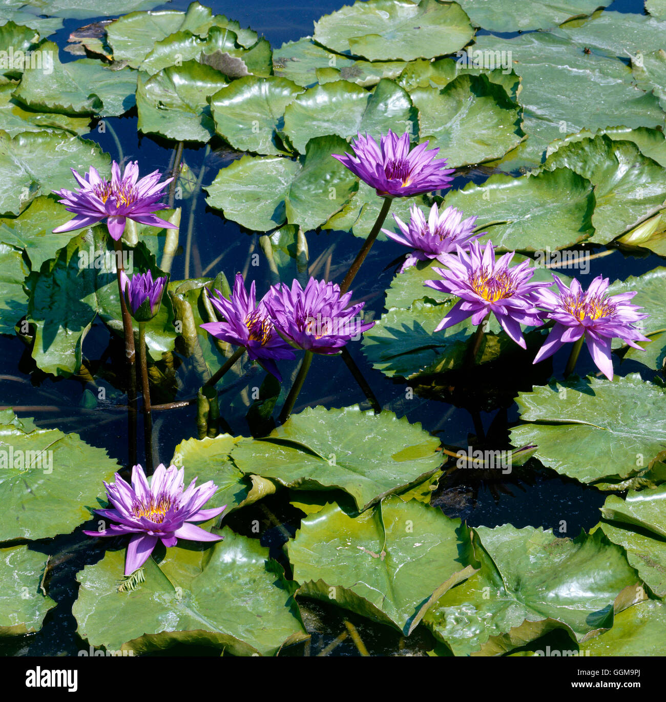 Nymphaea caerulea - Blue Lotus WPL064493 Stock Photo - Alamy