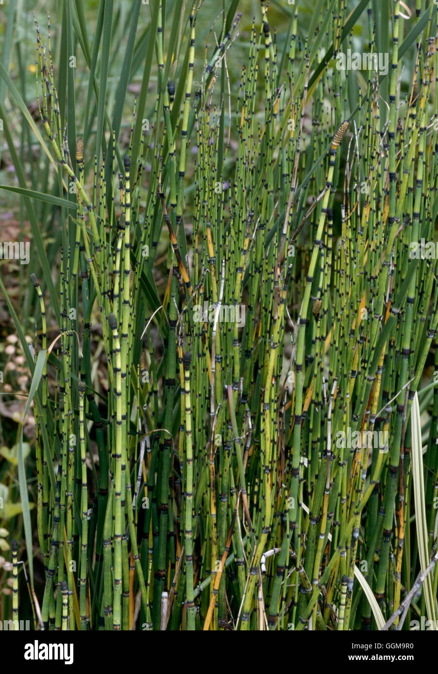 Equisetum hyemale - Dutch Rush WPL077928 Stock Photo - Alamy