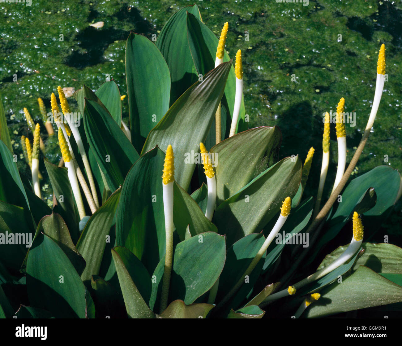 Aquatic orontium hi-res stock photography and images - Alamy