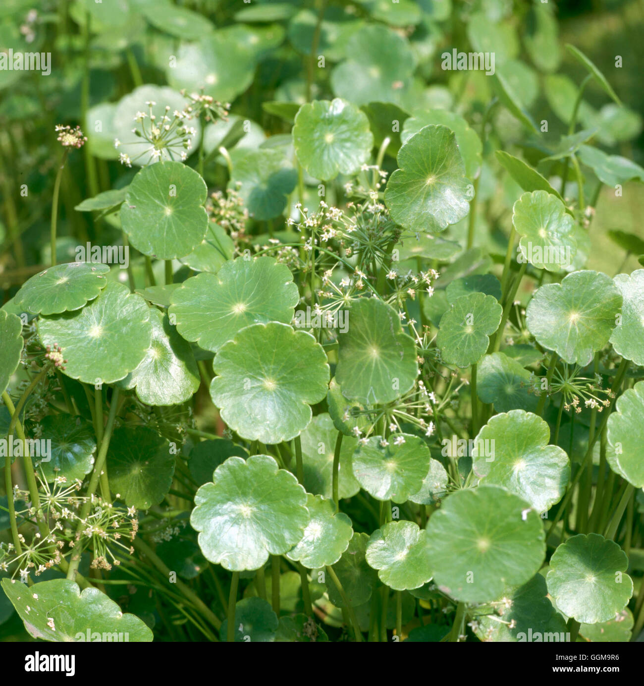 Water pennywort hi-res stock photography and images - Alamy