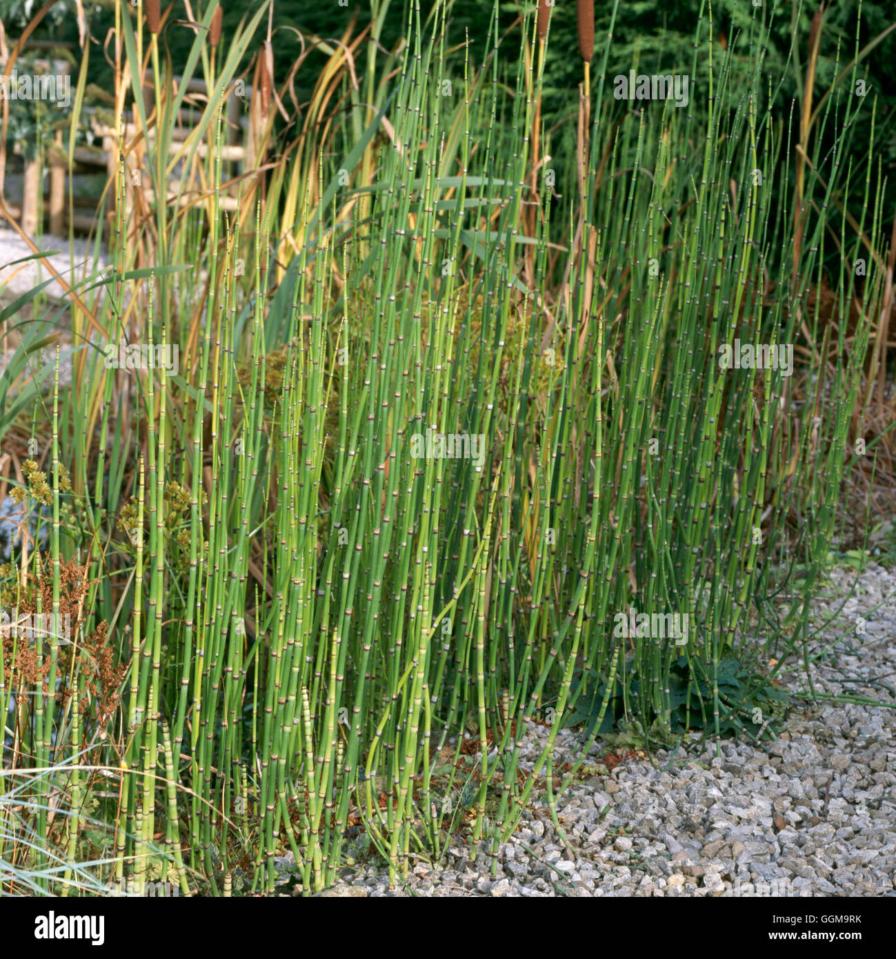 Equisetum plant hi-res stock photography and images - Alamy