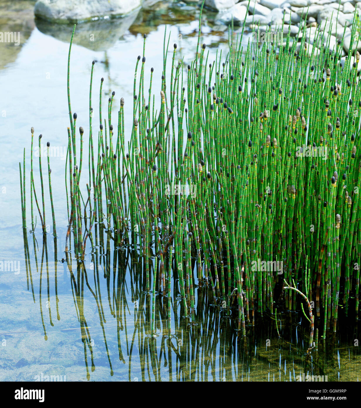 Equisetum fluviatile - Swamp Horsetail WPL103495 Stock Photo - Alamy