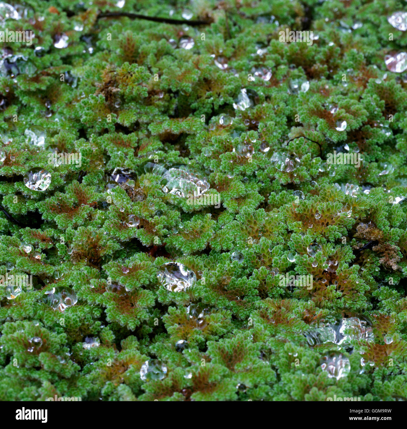 Azolla filiculoides - Mosquito Fern WPL106666 Stock Photo - Alamy