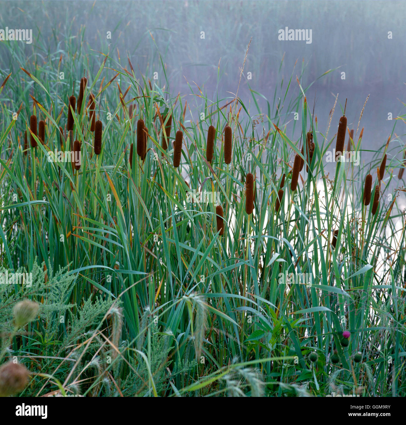 Laxmanii hi-res stock photography and images - Alamy