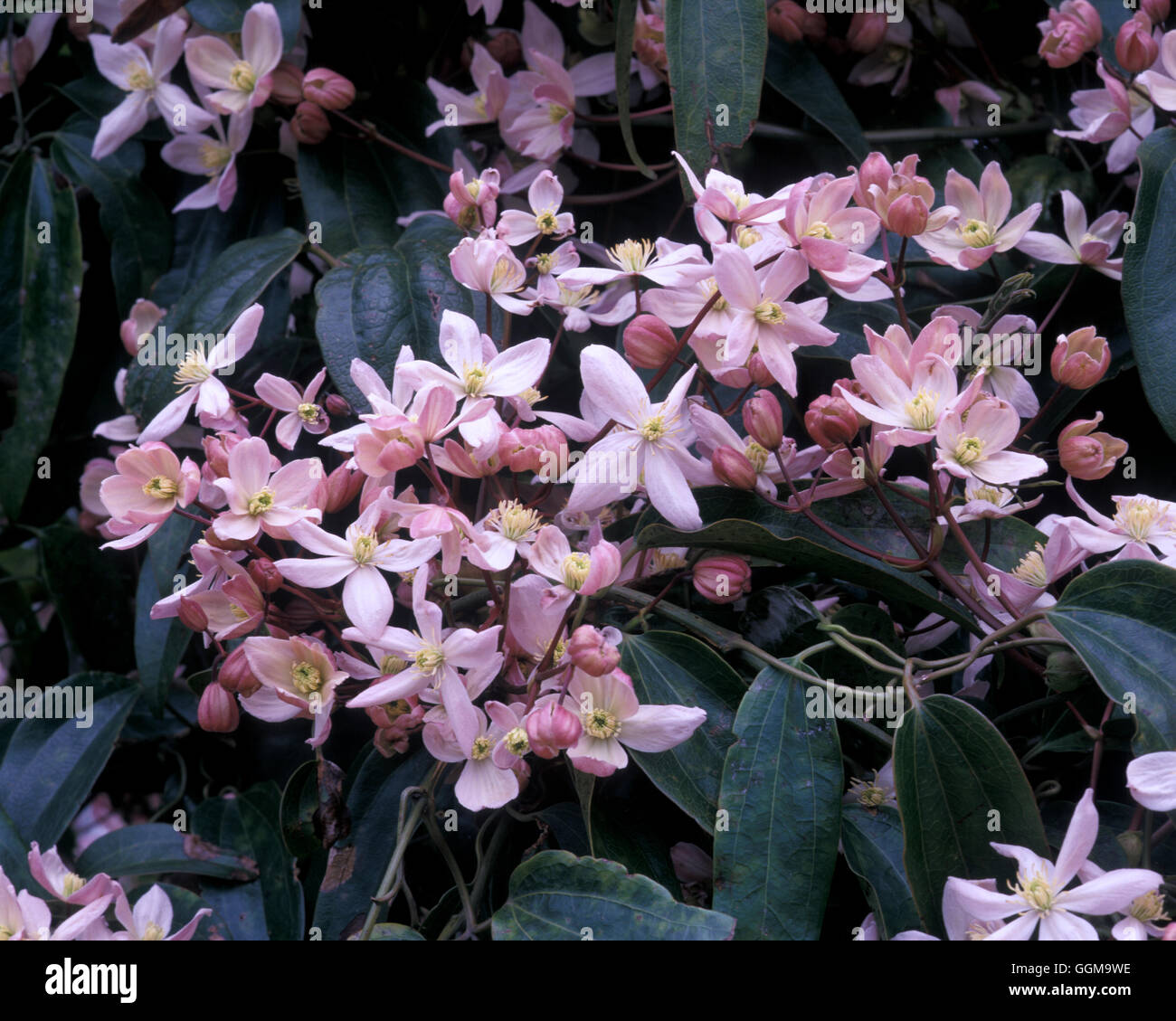 Clematis armandii 'Apple Blossom' Ref: UMW 117860 0008 © Photos ...