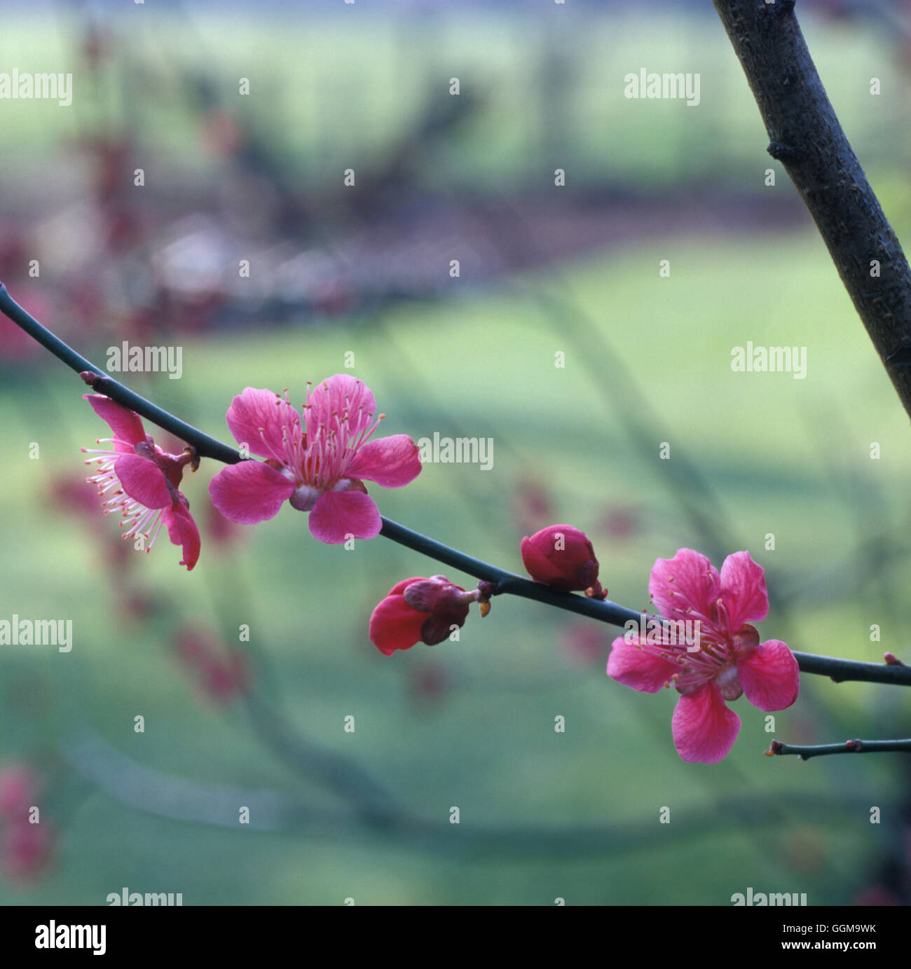 Prunus mume beni chidori hi-res stock photography and images - Alamy