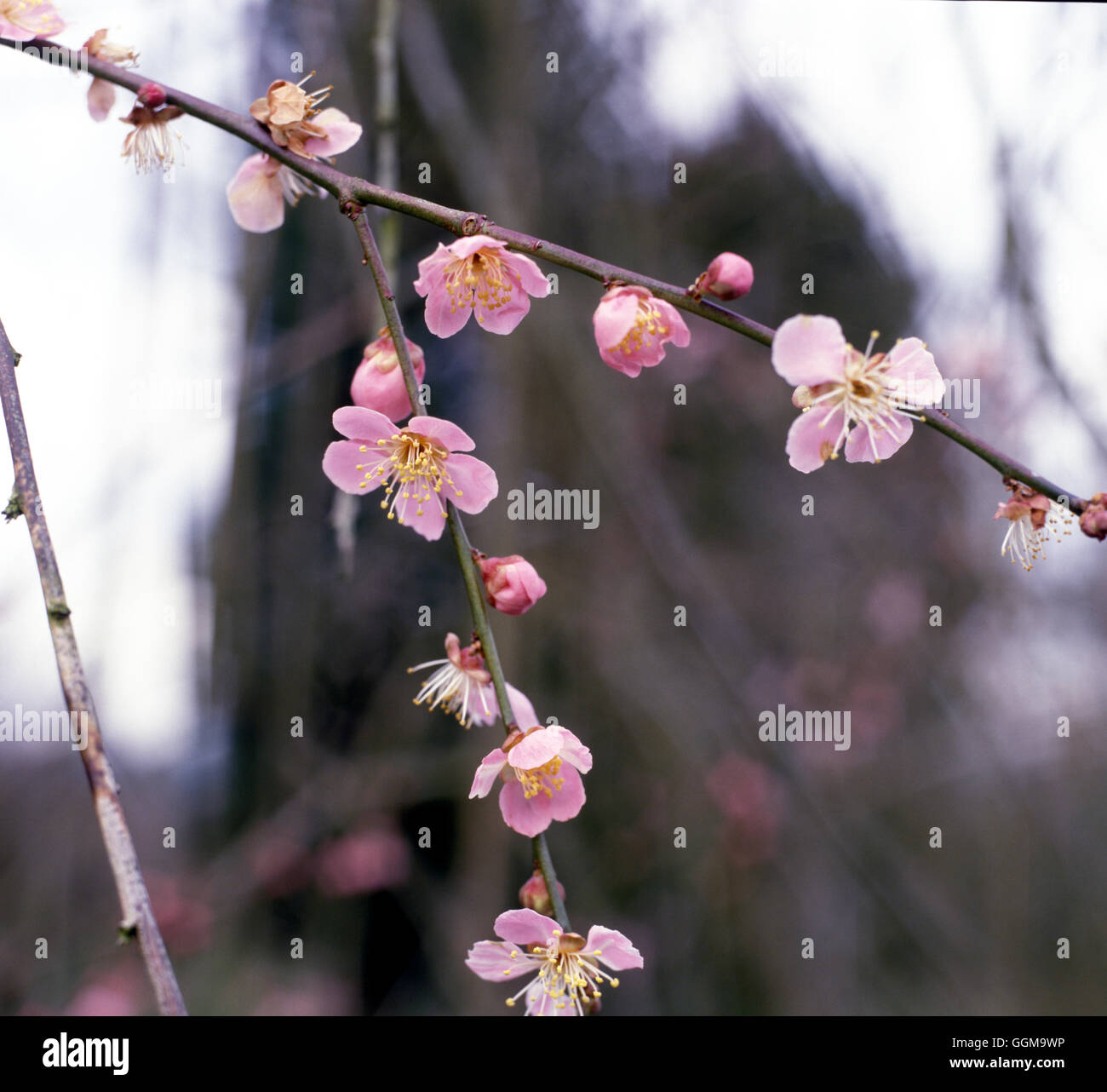 Prunus mume pendula ref hi-res stock photography and images - Alamy