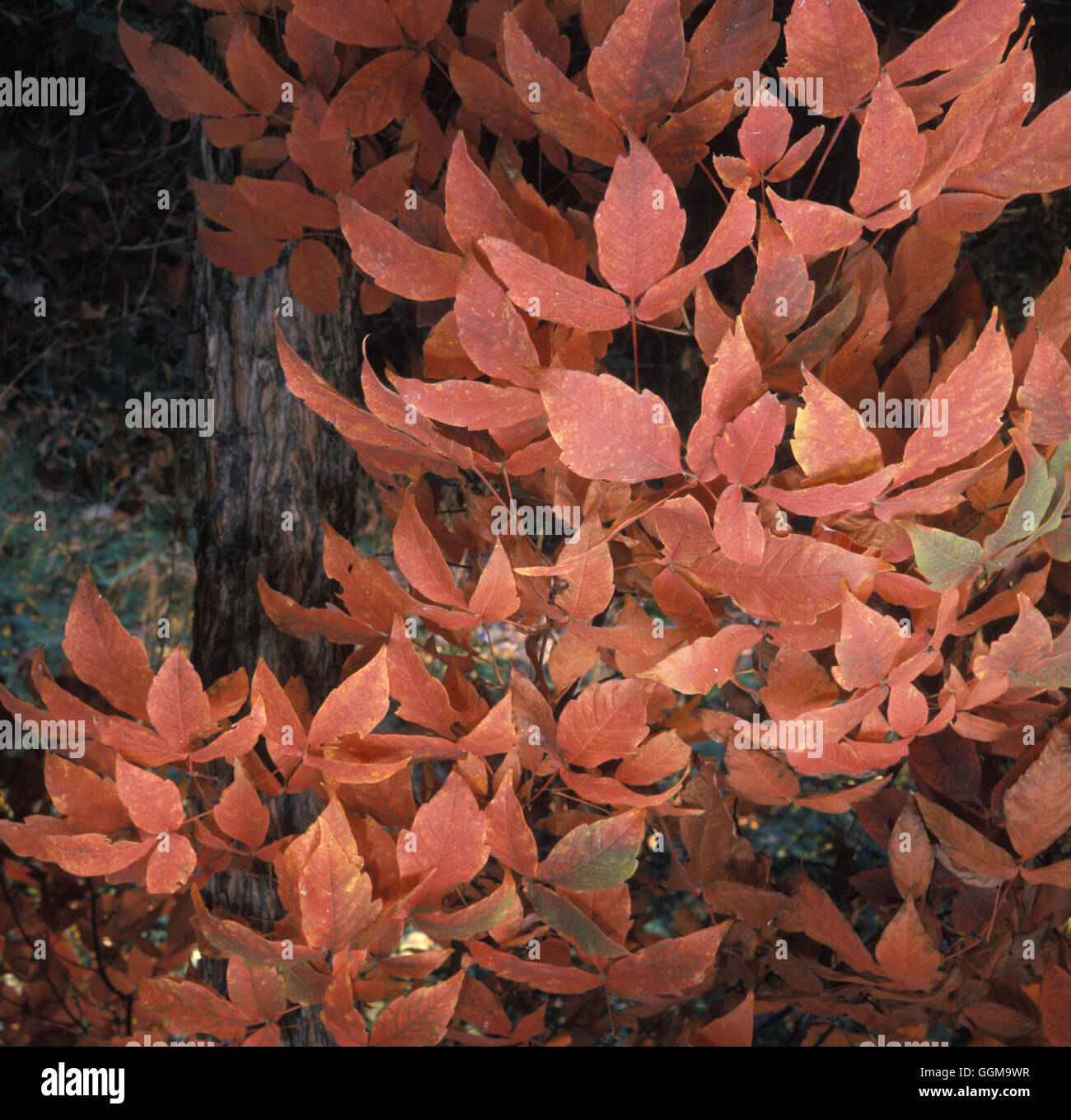 Acer triflorum ref hi-res stock photography and images - Alamy