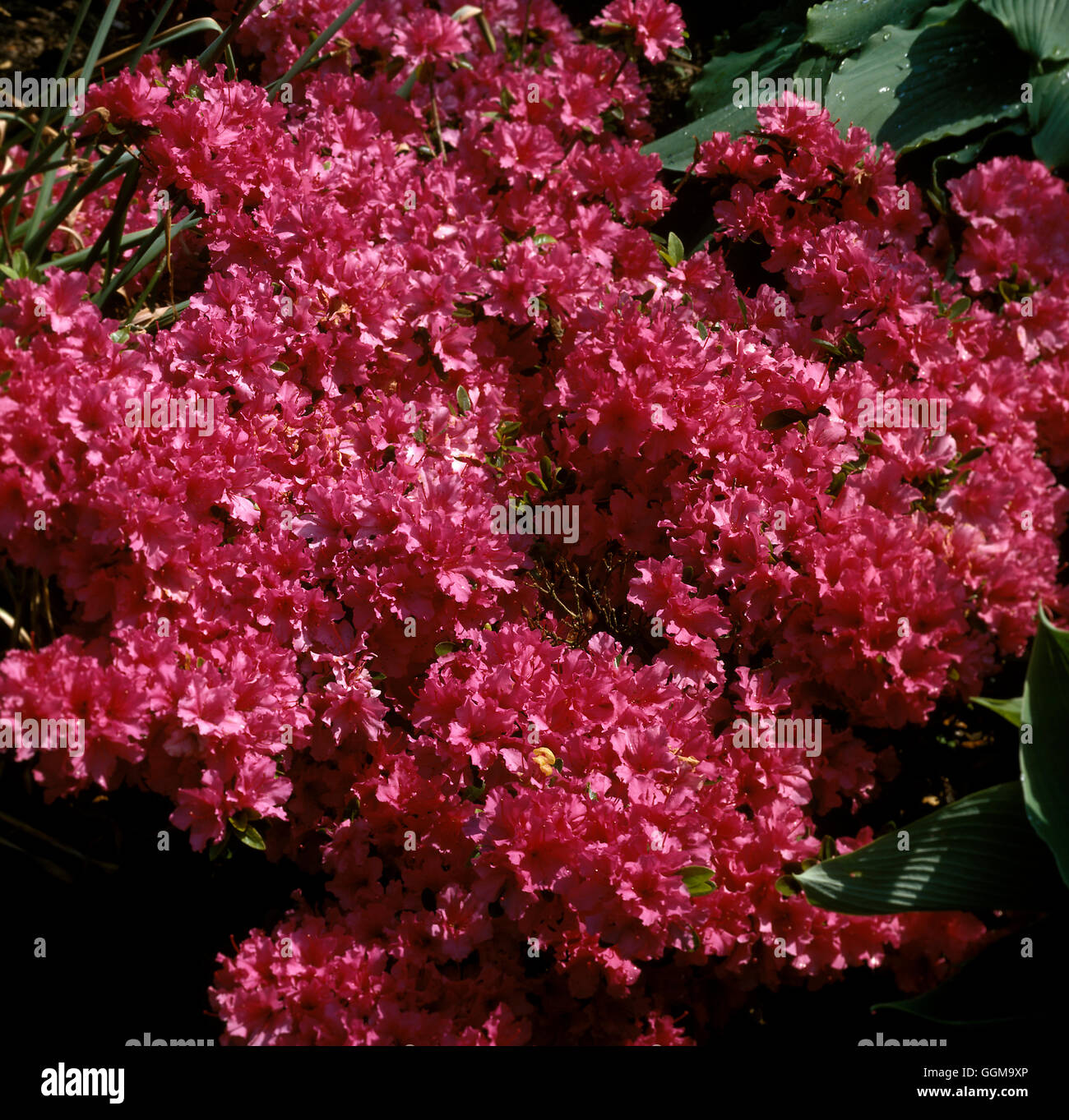 Azalea geisha red hi-res stock photography and images - Alamy