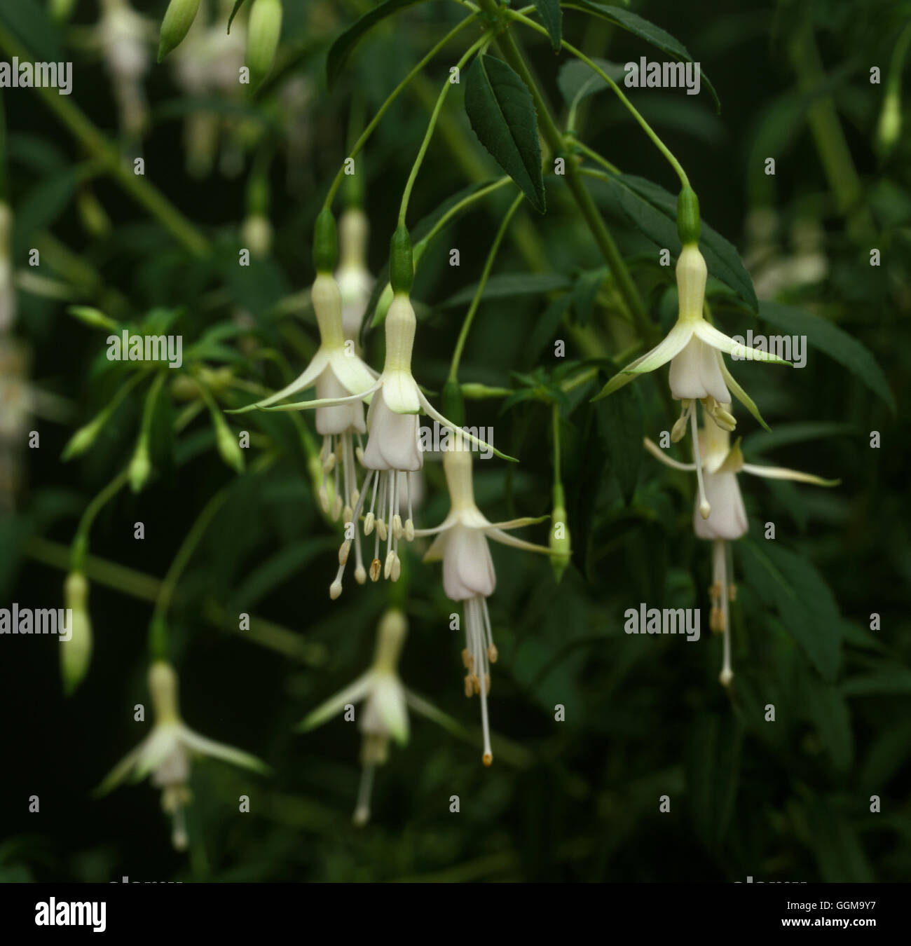 Fuchsia hawkshead hi-res stock photography and images - Alamy