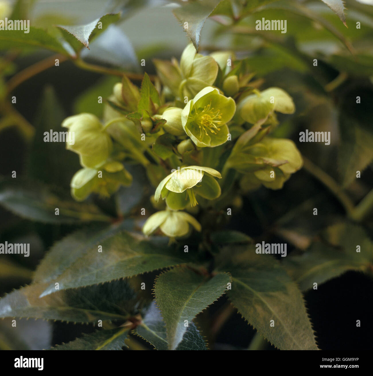 Helleborus x sternii hi-res stock photography and images - Alamy