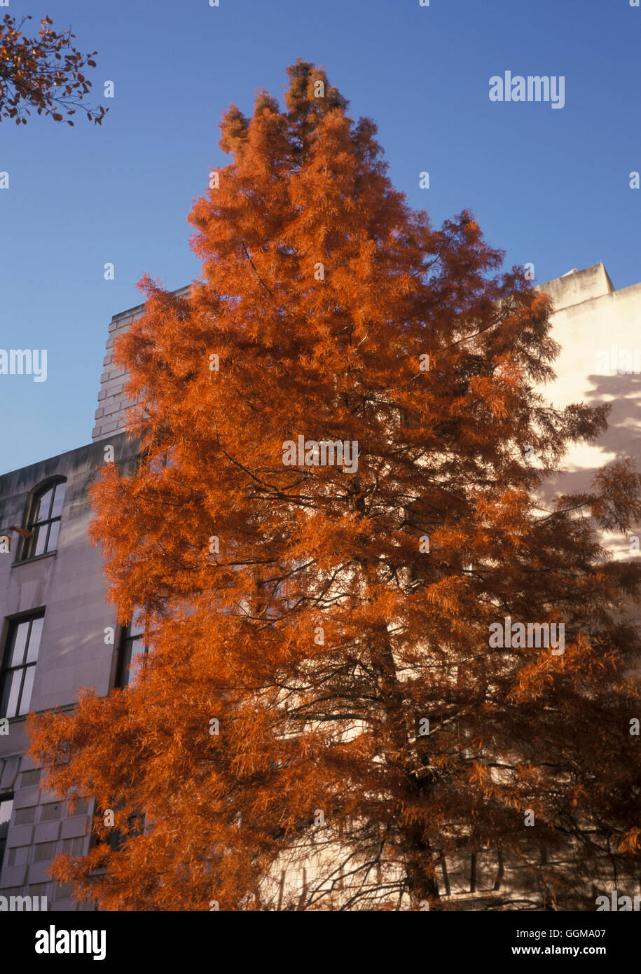 Taxodium distichum hi-res stock photography and images - Alamy