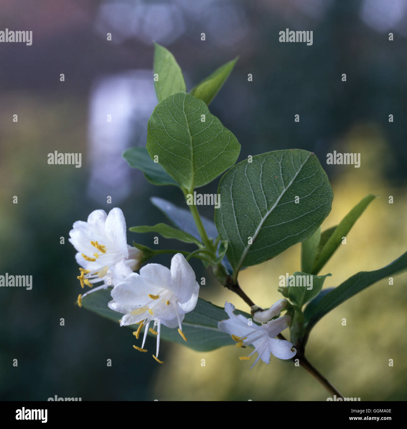 Lonicera x purpusii winter beauty hi-res stock photography and images ...