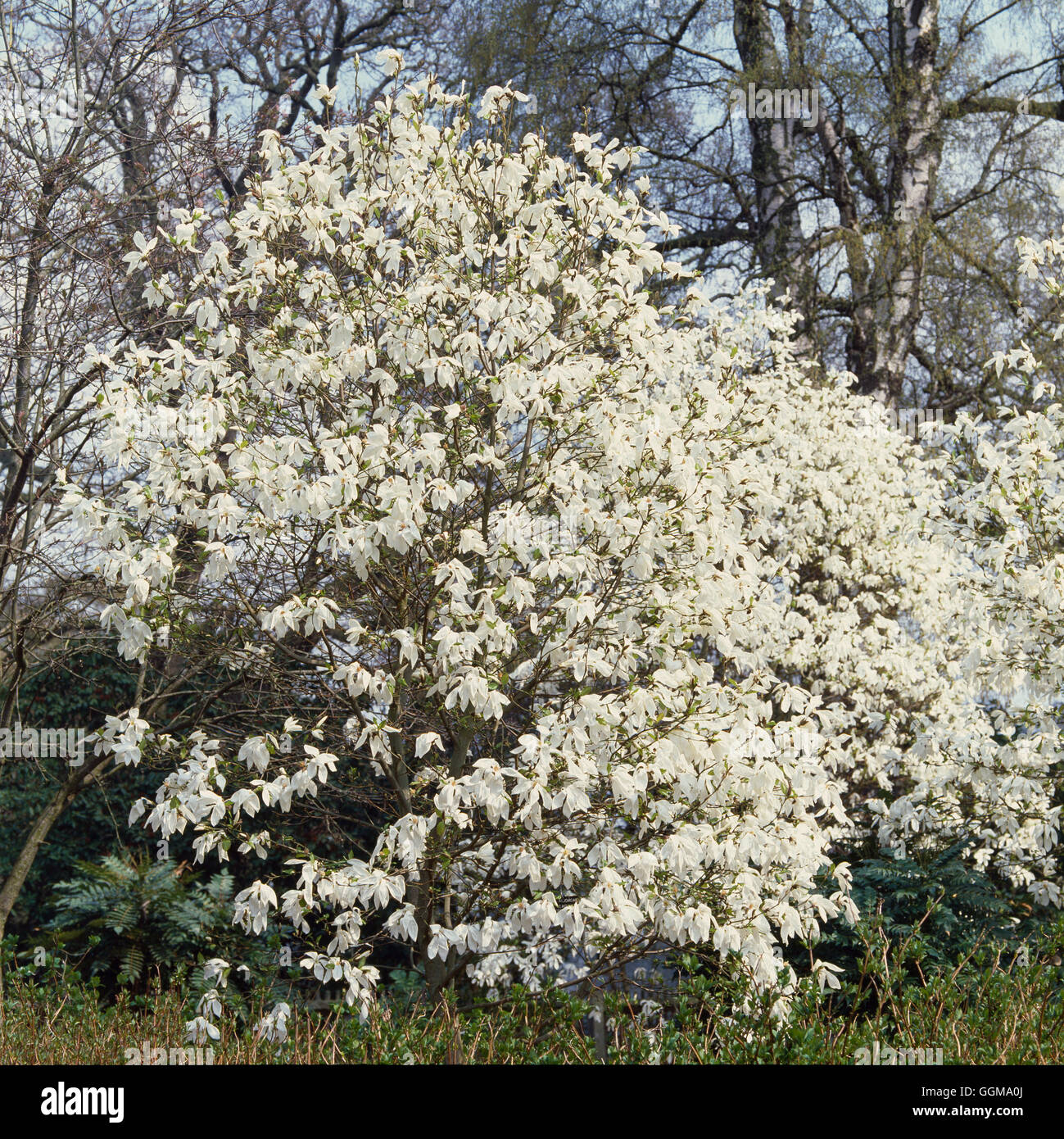 Magnolia x Kewensis 'Wada's Memory' Stock Photo - Alamy