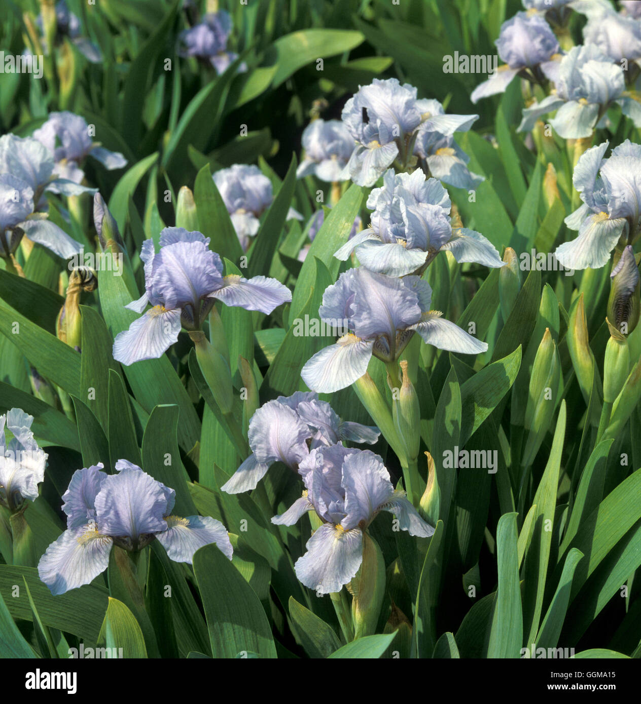 Iris 'Blue Denim' (Standard Dwarf Bearded Stock Photo - Alamy