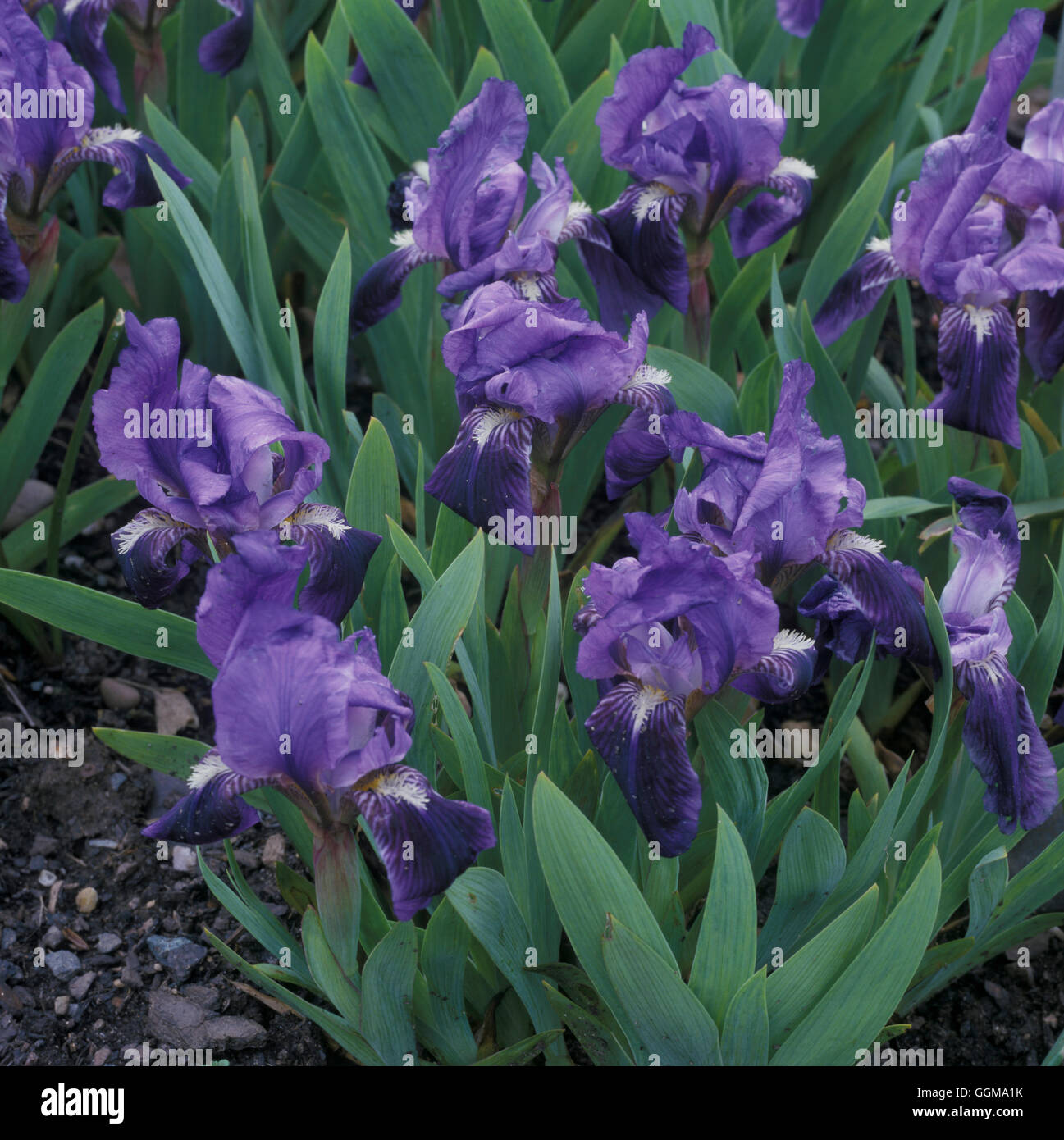 Iris 'Blue Pygmy' (Standard Dwarf Bearded Stock Photo - Alamy