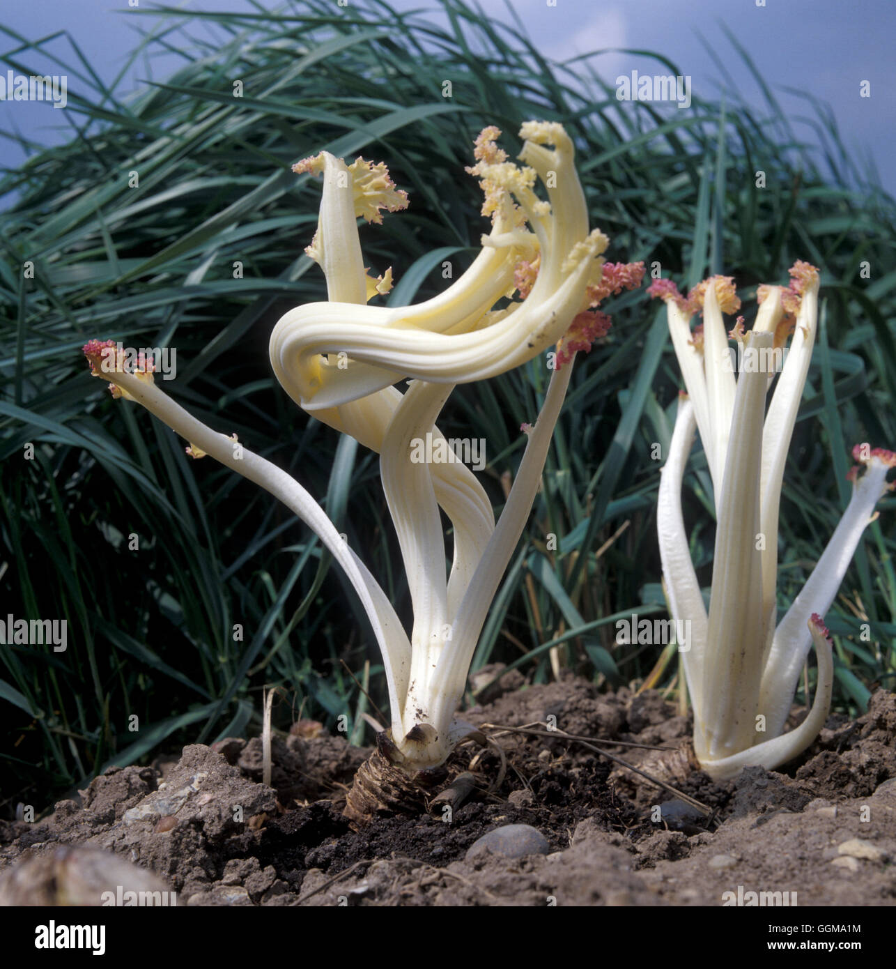 Seakale forcing] hi-res stock photography and images - Alamy