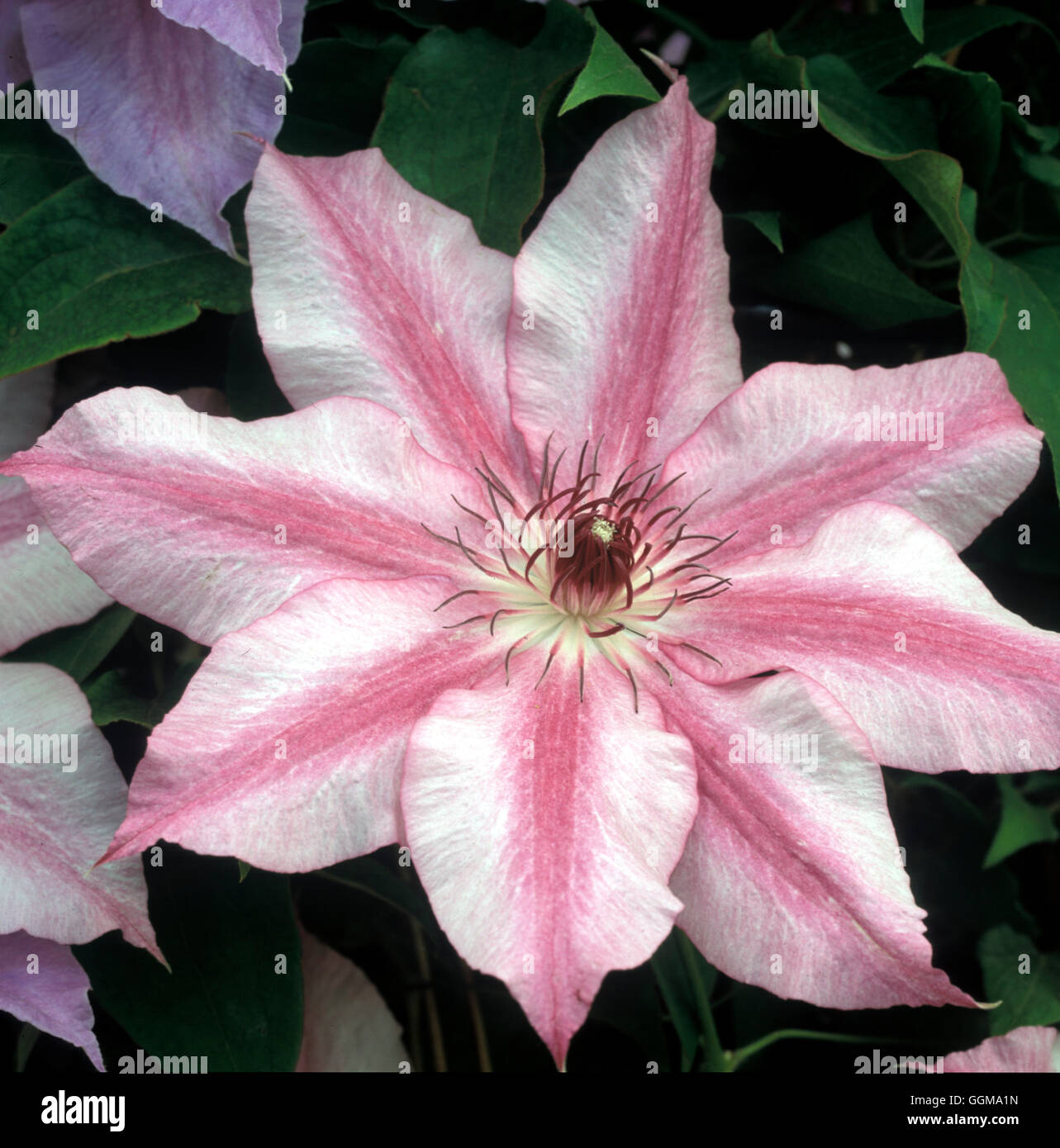 Plants plant flower hi-res stock photography and images - Alamy