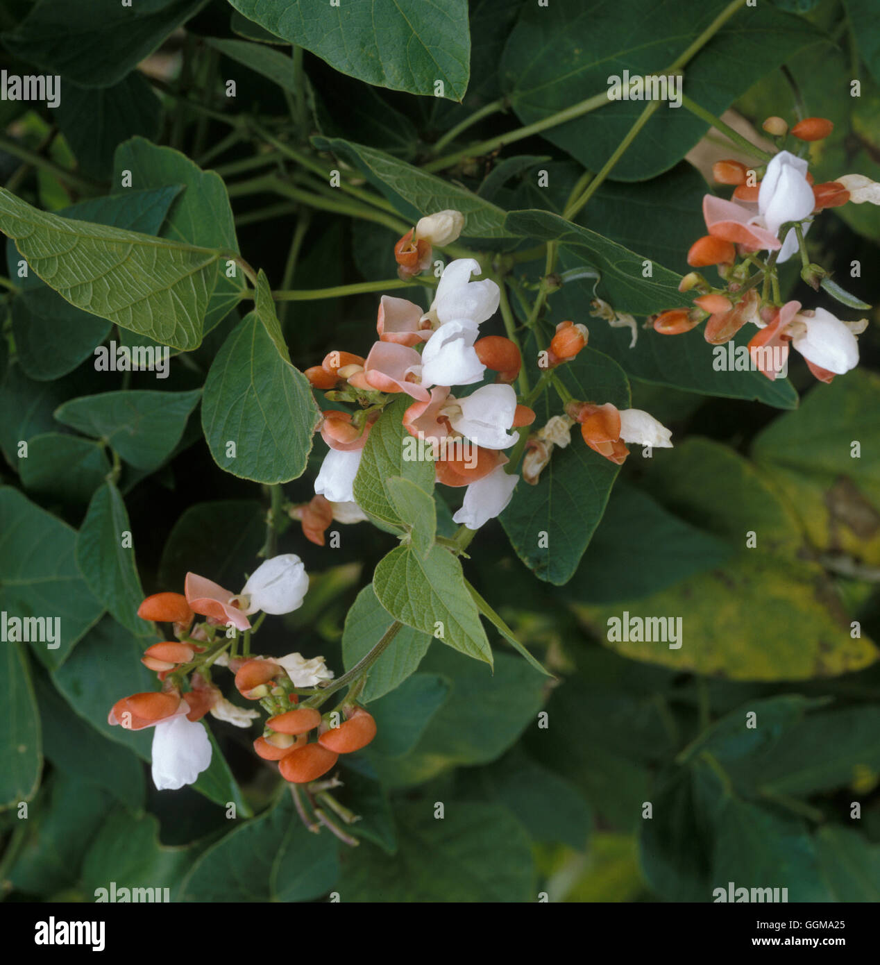 Runner Bean 'Painted lady' showing flowers Stock Photo - Alamy