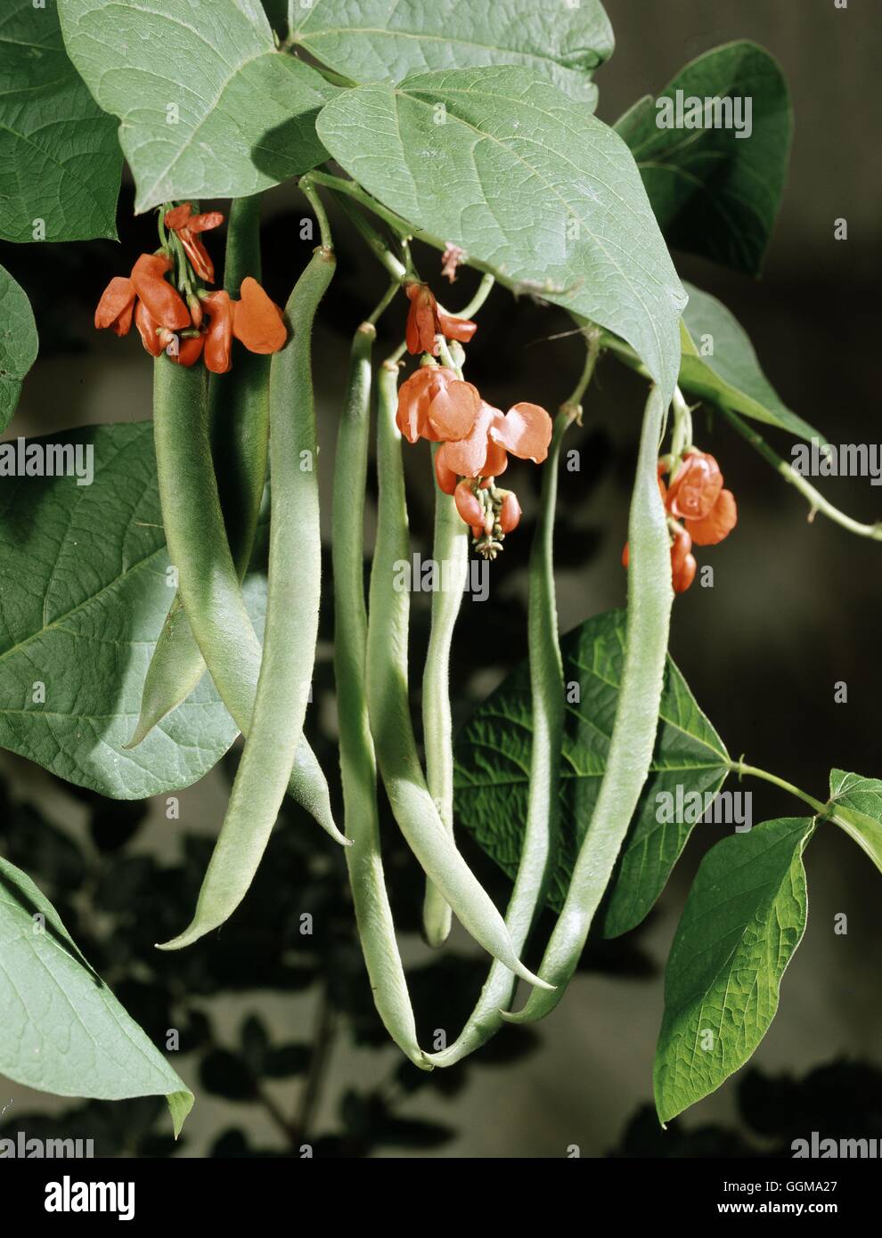 Runner Bean 'Enorma' Stock Photo - Alamy