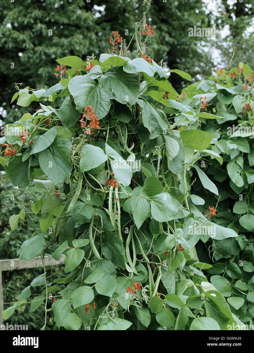 Runner Bean 'Enorma' Stock Photo - Alamy