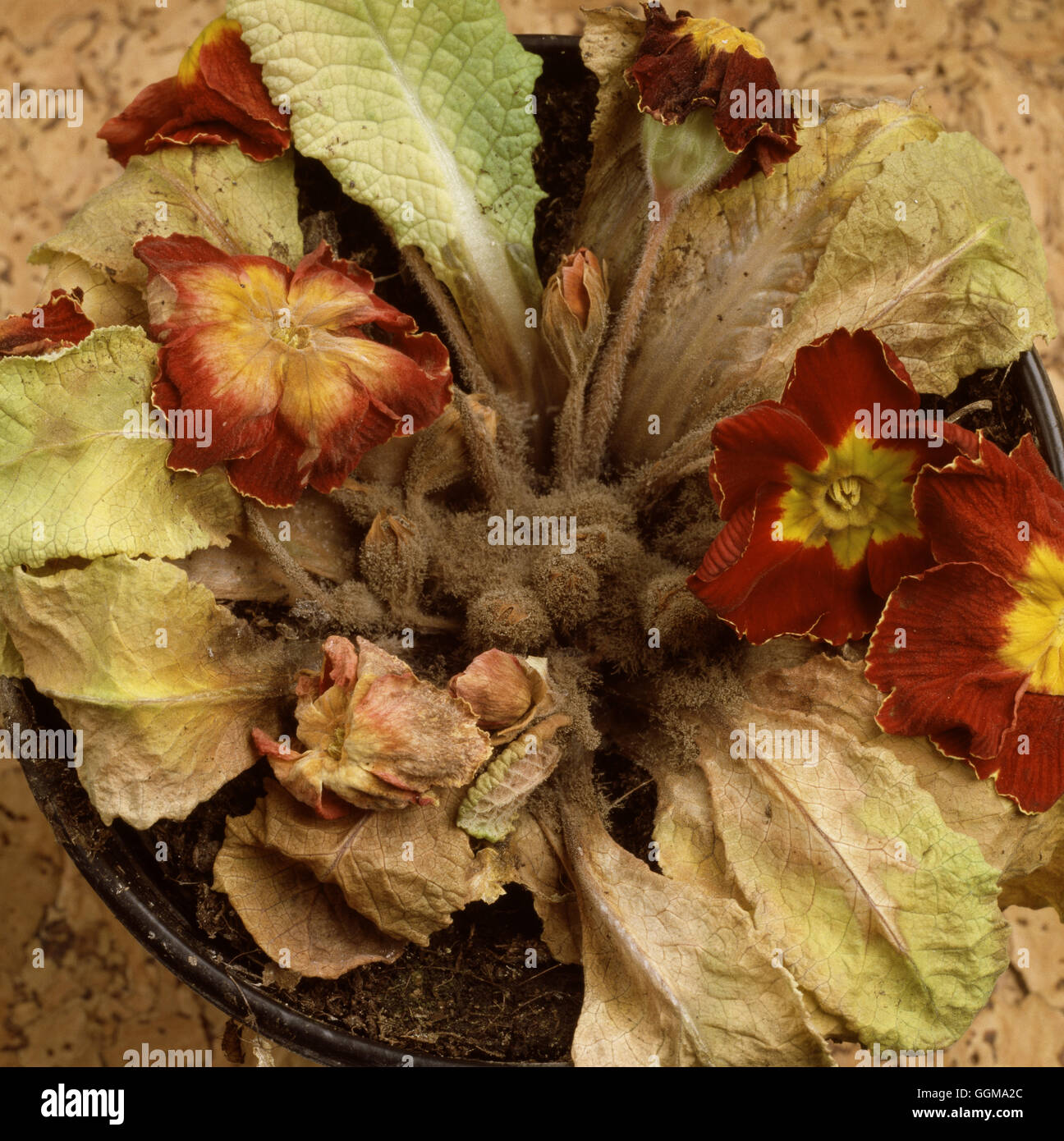 Botrytis cinerea - Grey Mould - on primula Stock Photo - Alamy