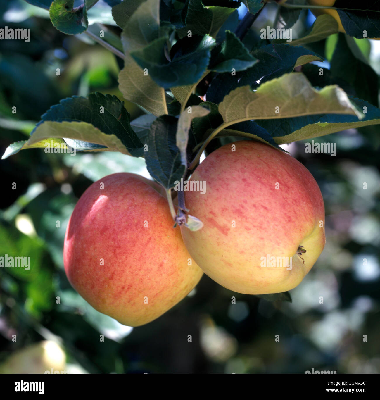Gala apple tree hi-res stock photography and images - Alamy