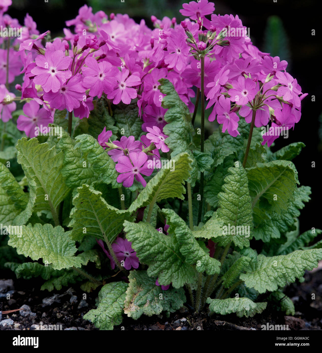 Perennials perennial plants hi-res stock photography and images - Alamy