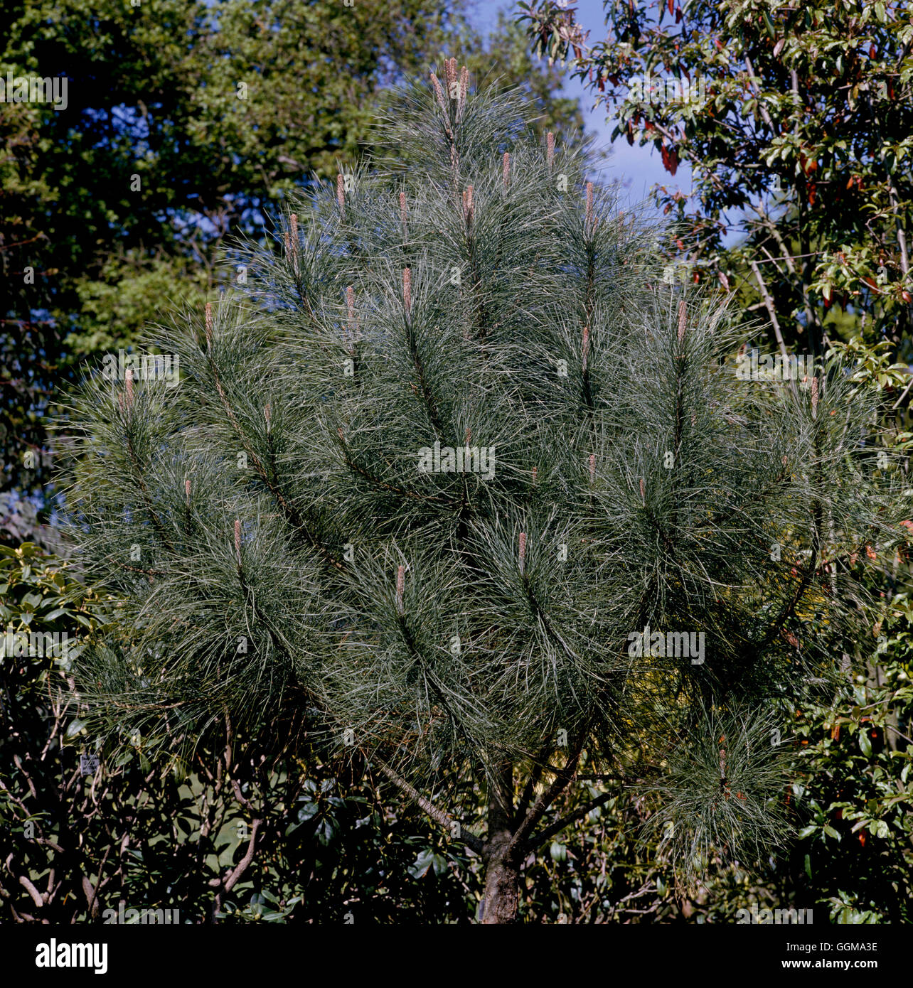 Coulter pine hi-res stock photography and images - Alamy